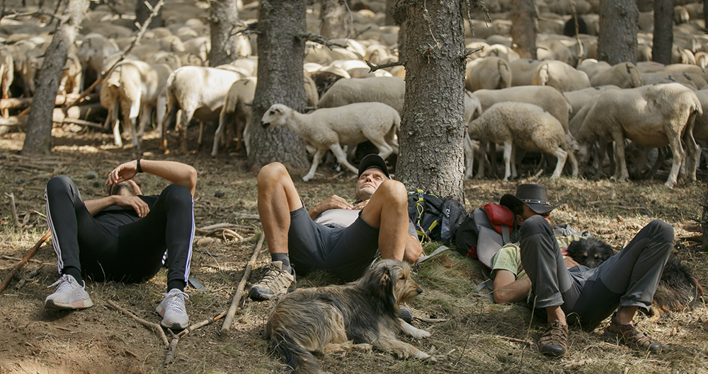 Sheep 6 - Can't Stop Media Sheep 6 - Can't Stop Media